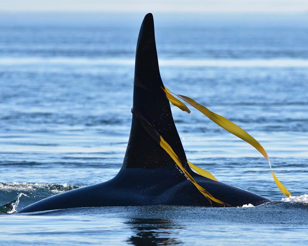 J Pod | Southern Resident Orcas